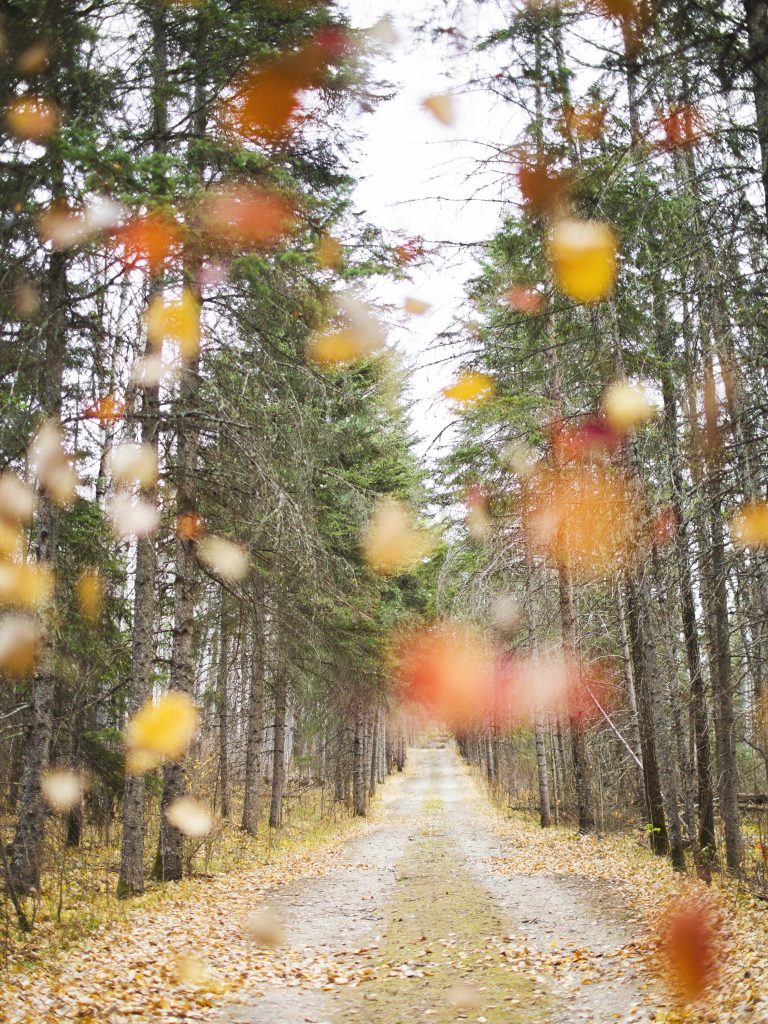 fall lane – Simply Rosie